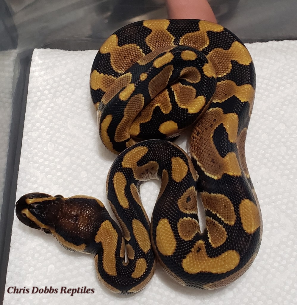 Blade Het Clown 66% Ph Lavender Albino 50-66% Ph Piebald Ball Python by ...