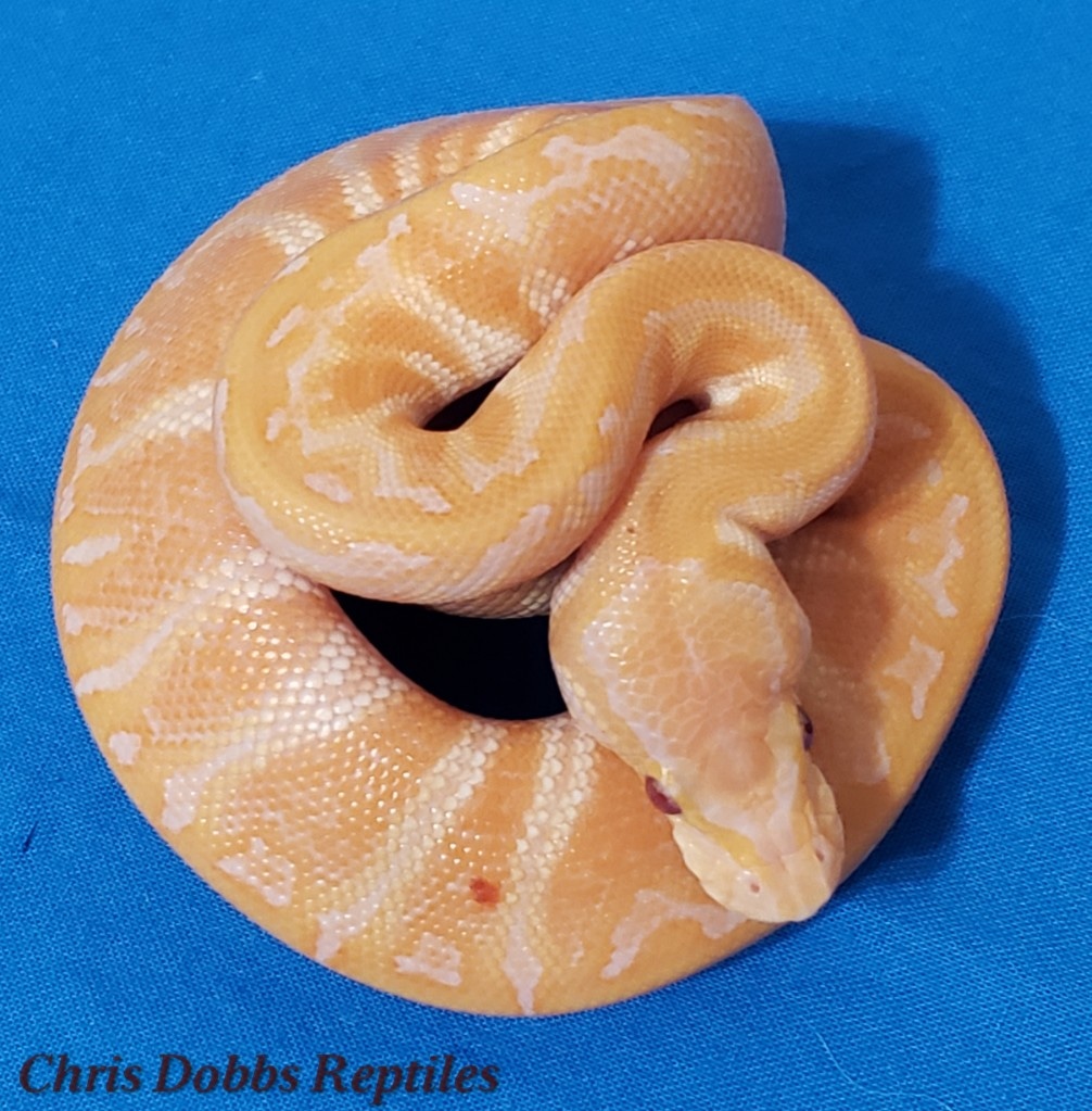 Lavender Albino Ghi Pinstripe Ball Python by Chris Dobbs Reptiles ...