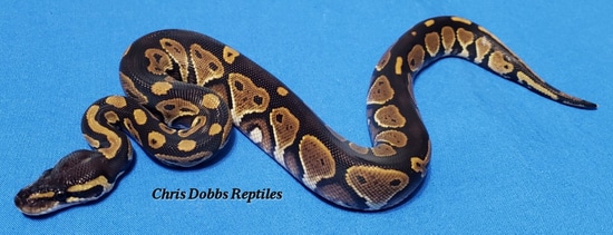 Black Head Ringer Gene Het Lavender Albino Ph Hypo Ball Python by Chris ...