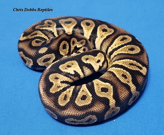 Black Head Pastel Ringer Gene Het Clown 50% Ph Hypo Ball Python by ...