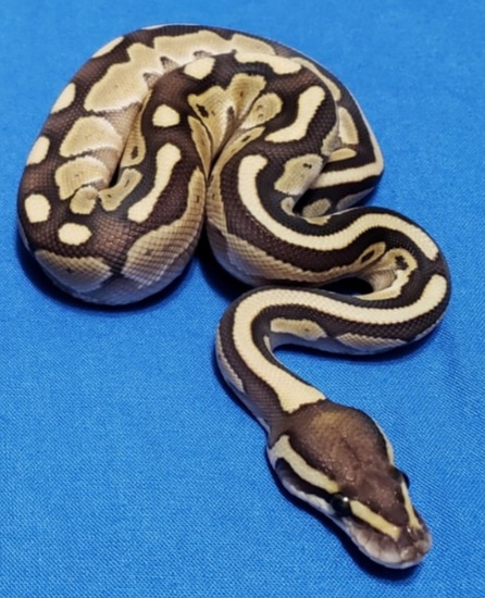Black Head Lesser Het Lavender Albino Ball Python by Chris Dobbs Reptiles