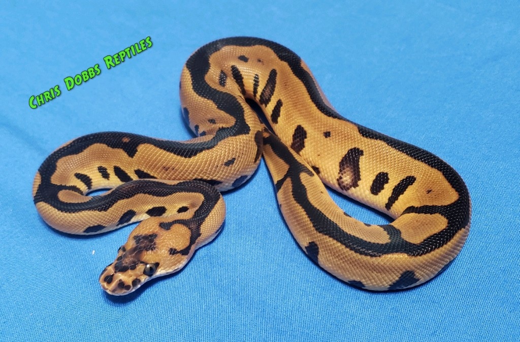 Leopard Clown Pos YB 66% Ph Lavender Albino (Ph Grail) FREE SHIPPING ...