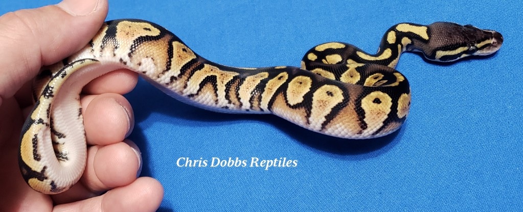 Black Head Firefly 66% Ph Hypo FREE SHIPPING Ball Python by Chris Dobbs ...