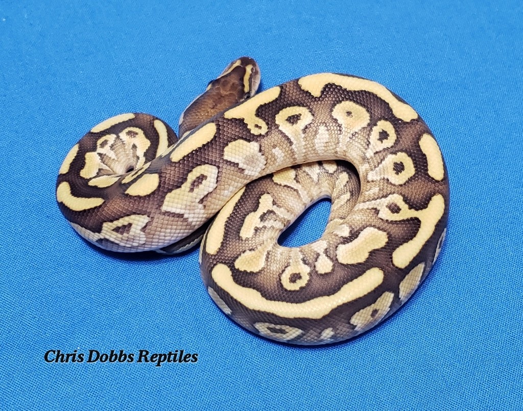 Lesser Dinker FREE SHIPPING Ball Python by Chris Dobbs Reptiles ...