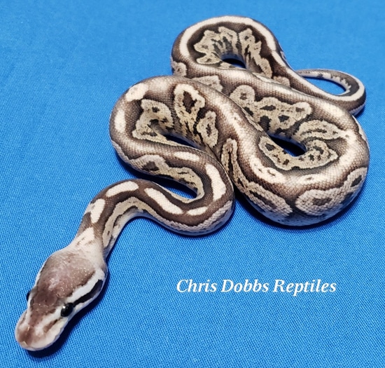 Black Pewter Fire 66% Ph Hypo FREE SHIPPING Ball Python by Chris Dobbs ...