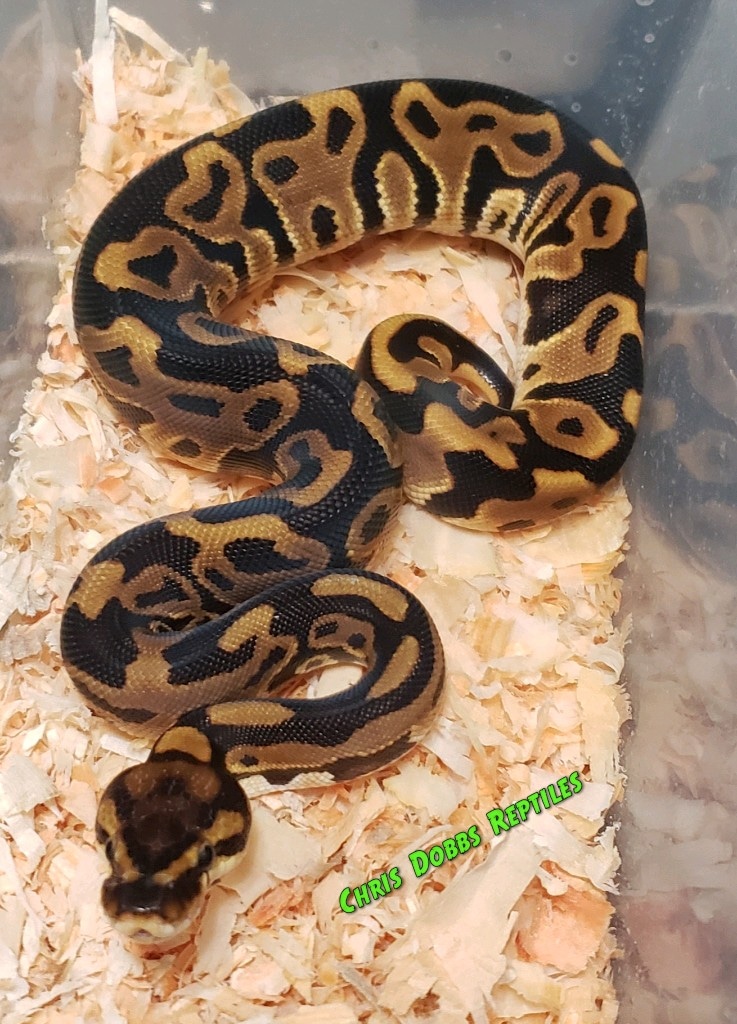 Leopard Het Clown Het Lavender Albino (Grail) Ball Python by Chris ...