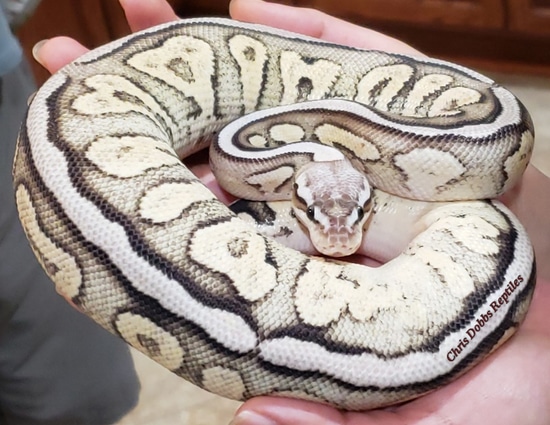 Pewter Fire Het Clown FREE SHIPPING Ball Python by Chris Dobbs Reptiles
