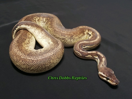 Blackhead Cinnamon Pastel Dinker Fire Het Clown FREE SHIPPING Ball ...