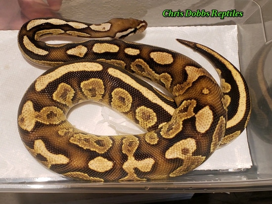 Black Head Fire Hypo Ball Python by Chris Dobbs Reptiles
