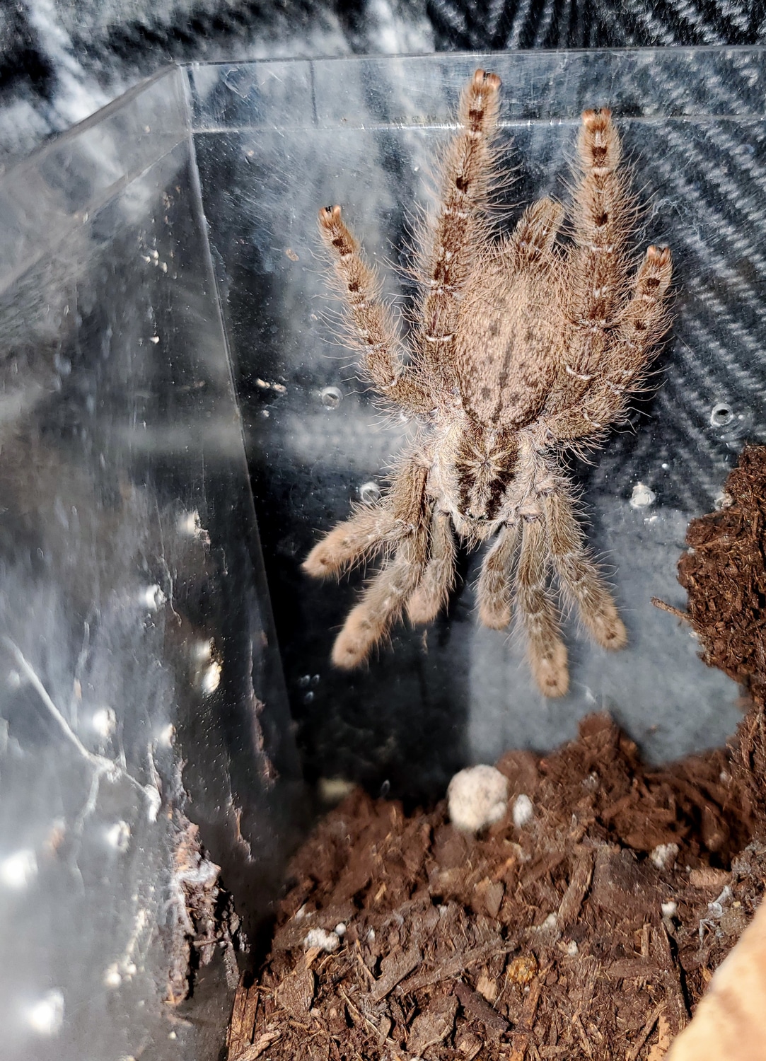 3" Female Togo Starburst Baboon/H.maculata Tarantula by Outcast Exotics ...