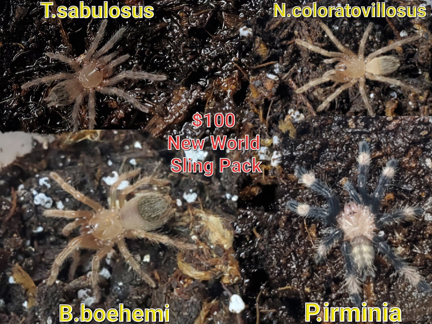 4x Mixed Slings Pack $100 Tarantula by Outcast Exotics - MorphMarket