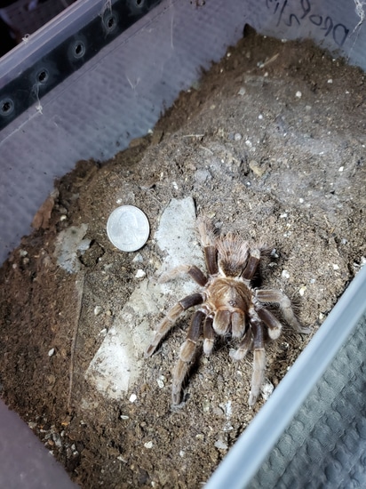 Adult Female Guatemalan Red Rump Tarantula by Outcast Exotics