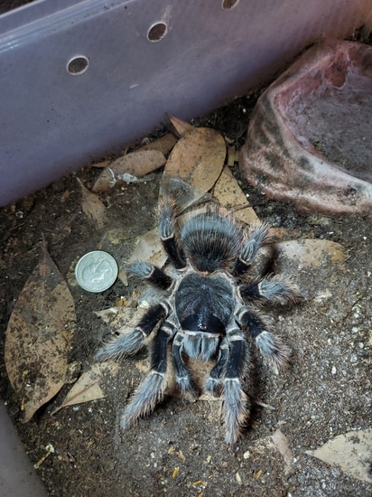 Adult Female Salmon Pink Birdeater Tarantula by Outcast Exotics