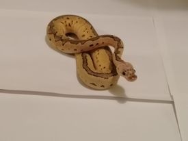 Pastel Clown Reduced Pattern Ball Python by Valo reptiles