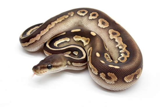 Saar Cinnamon Mojave Ball Python by Wampyballs