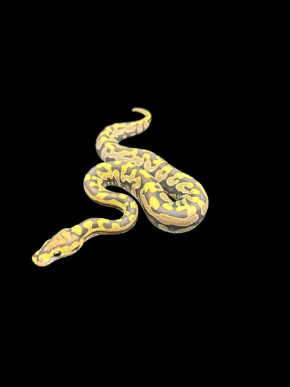 Spotnose Hypo Puzzle Ball Python by Unlockedgenetics