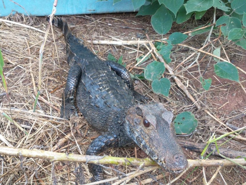 Adult Proven Breeder Female Smooth Front Smooth-Fronted Caiman by ...