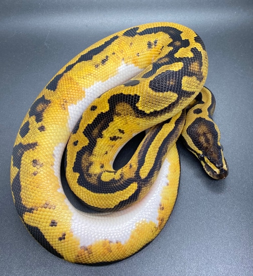 Pied, 66% Het Lavender Ball Python by New Home Pets