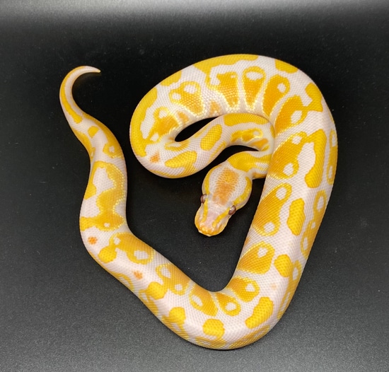 Lavender Het Pied (Free Shipping) Ball Python by New Home Pets