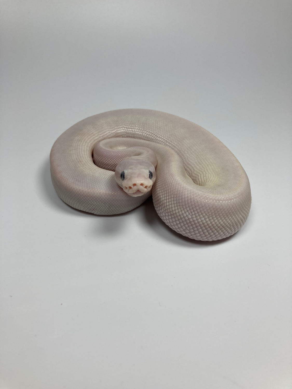 Blue Eyed Lucy Ball Python by Hooded Pythons - MorphMarket