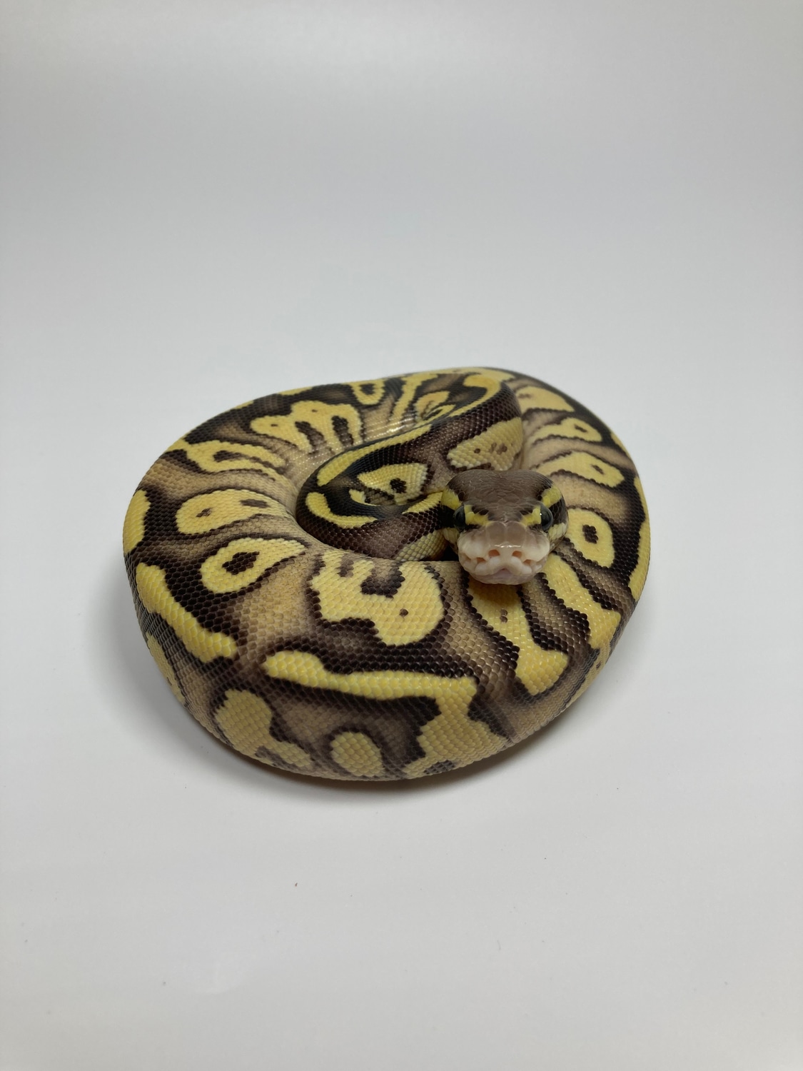 Mojave Pastel Ball Python by Hooded Pythons - MorphMarket