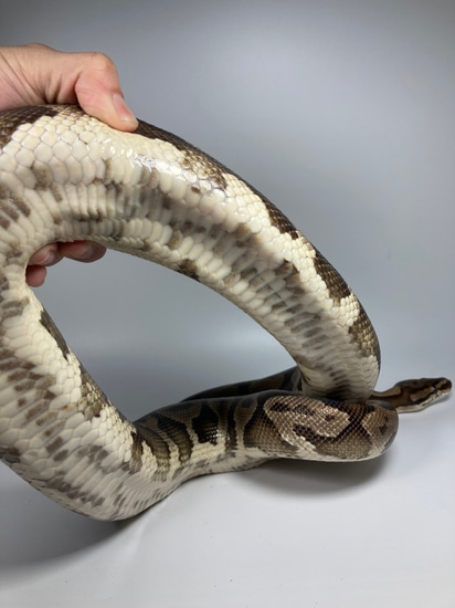Leopard Yellow Belly/specter Ball Python by Hooded Pythons