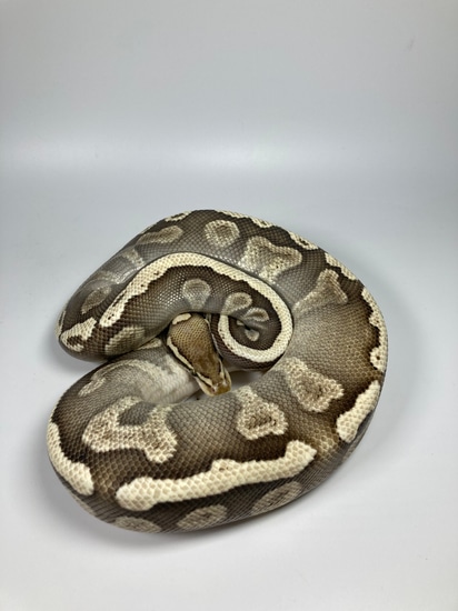 Ghi Mojave Pastel Ball Python by Hooded Pythons