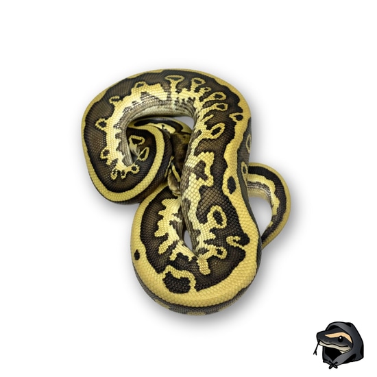 Lesser Leopard Red Stripe Yellow Belly Het Clown 50% Het Desert Ghost ...