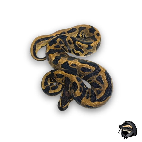 Leopard Yellow Belly Het Clown 50% Het Desert Ghost/Pied Ball Python by ...