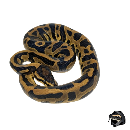 Leopard Yellow Belly Het Clown 50% Het Desert Ghost/Pied Ball Python by ...