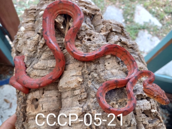 ATB Captive Bred Stunners Amazon Tree Boa by Chris Cebollero Chondro ...