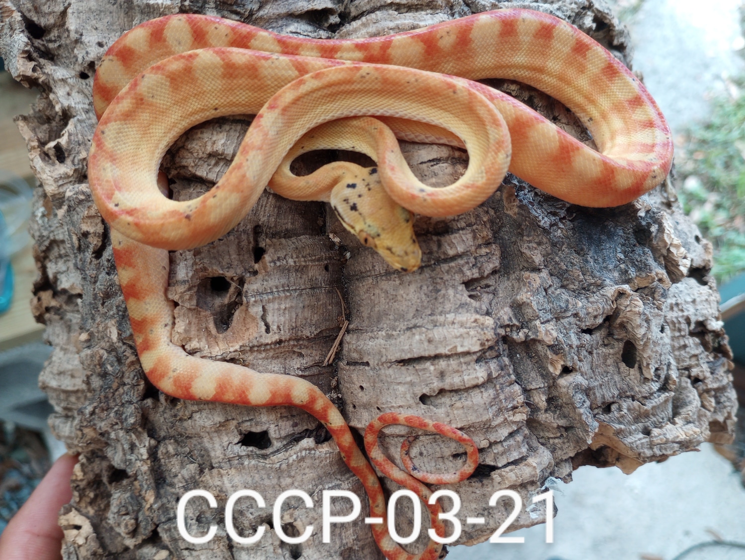 ATB Captive Bred Stunners Amazon Tree Boa by Chris Cebollero Chondro ...