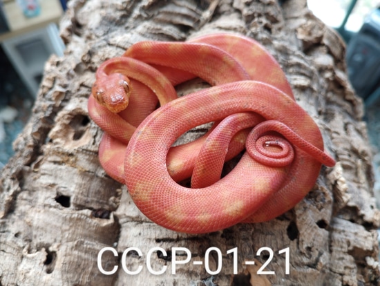 ATB Captive Bred Stunners Amazon Tree Boa by Chris Cebollero Chondro ...
