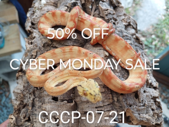 ATB Captive Bred Stunners CYBER MONDAYSALE 50% Off Amazon Tree Boa by ...