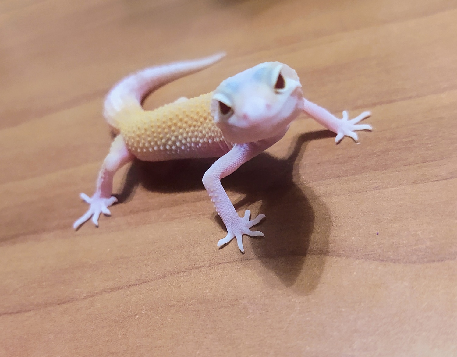 Sunglow Raptor Leopard Gecko by Chriscoes Critters - MorphMarket