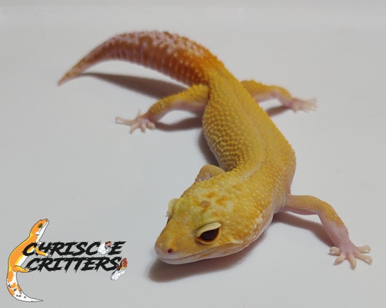 Sunglow Raptor Leopard Gecko by Chriscoes Critters
