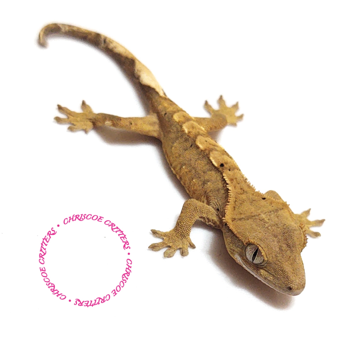 Dalmatian Partial Pinstripe Crested Gecko by Chriscoes Critters ...