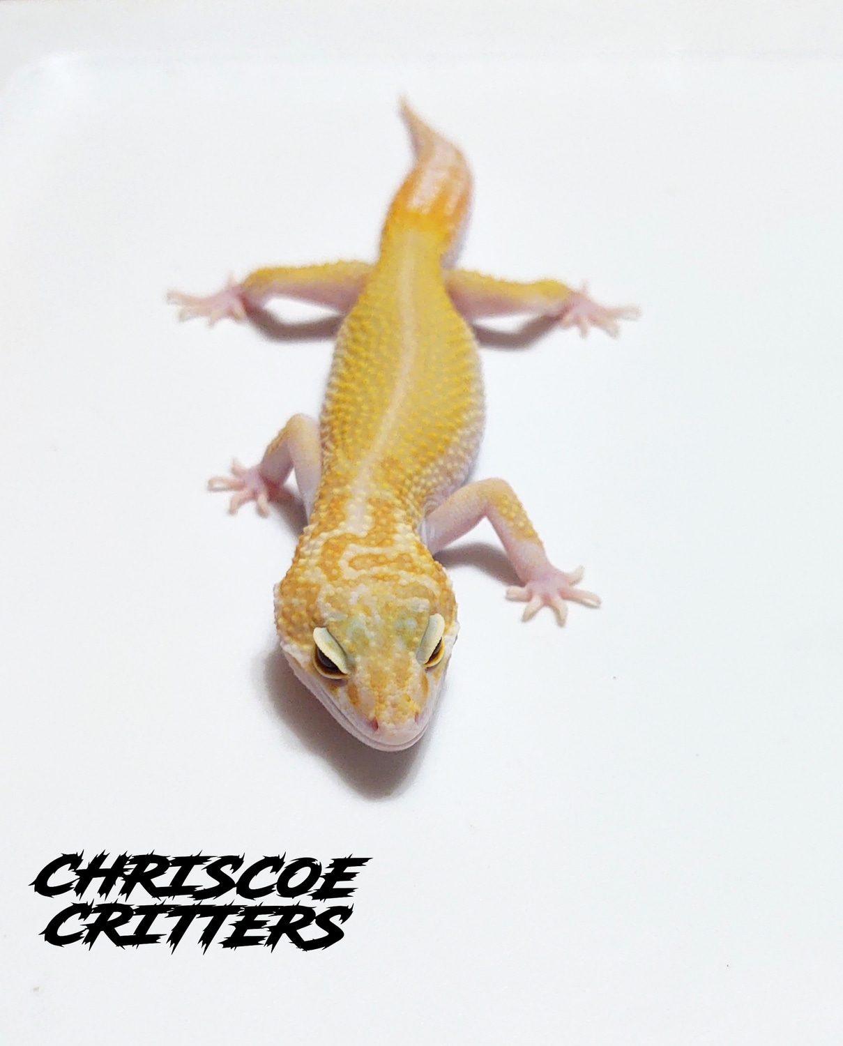 Sunglow Raptor Cross Leopard Gecko by Chriscoes Critters - MorphMarket
