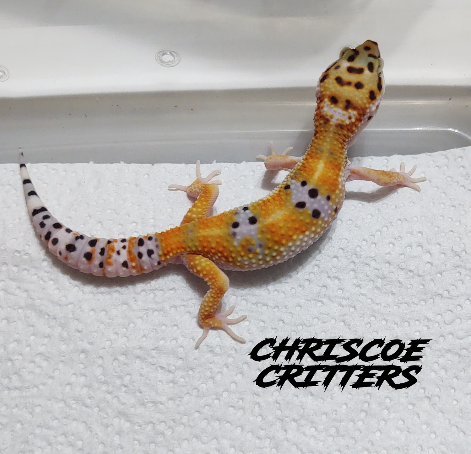 Tangerine Redstripe HT Tremper Leopard Gecko by Chriscoes Critters ...