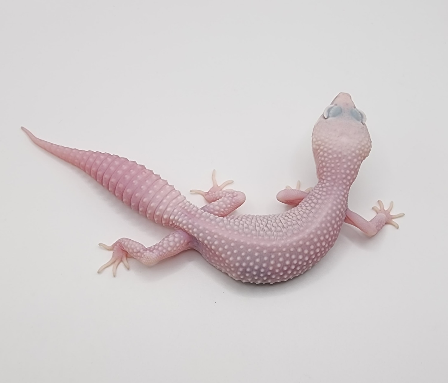 Super Raptor Leopard Gecko by Chriscoes Critters - MorphMarket