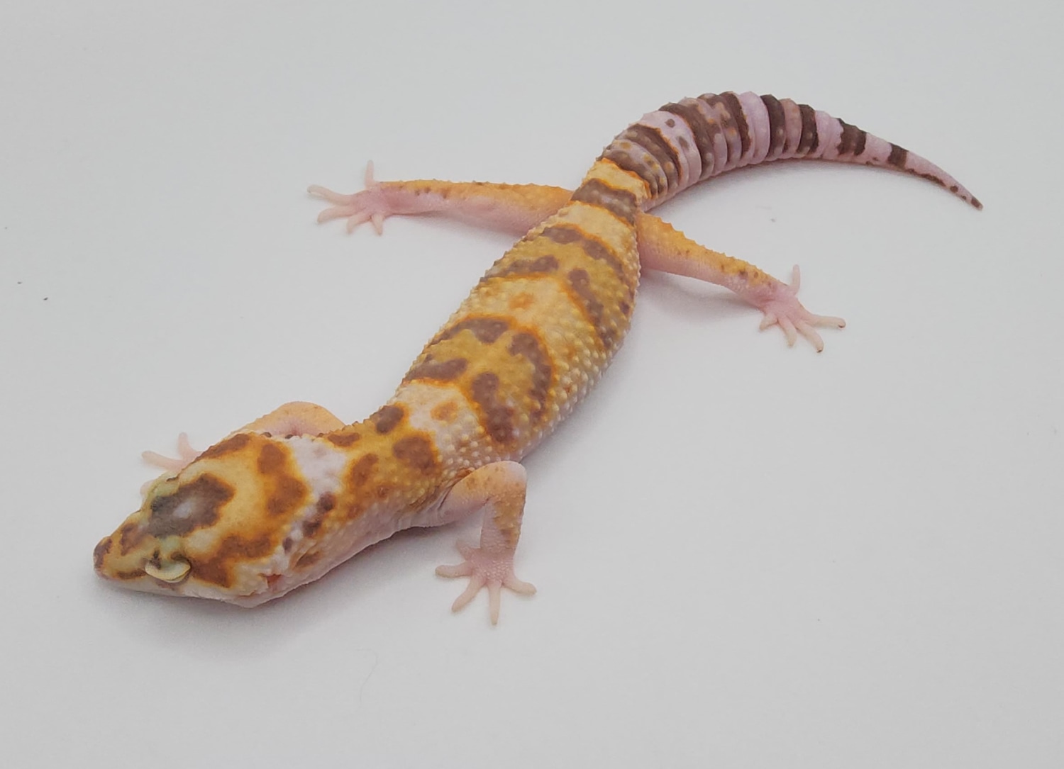 Osiris Giant Line Tangerine Emerine Eclipse (Free Shipping) Leopard ...
