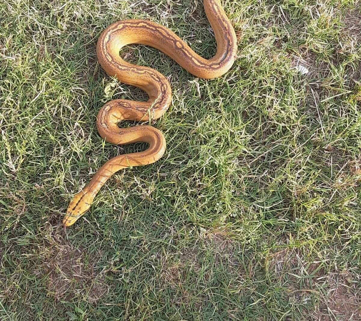 Mochino Golden Child Motley Het Pied Reticulated Python by Stoic ...