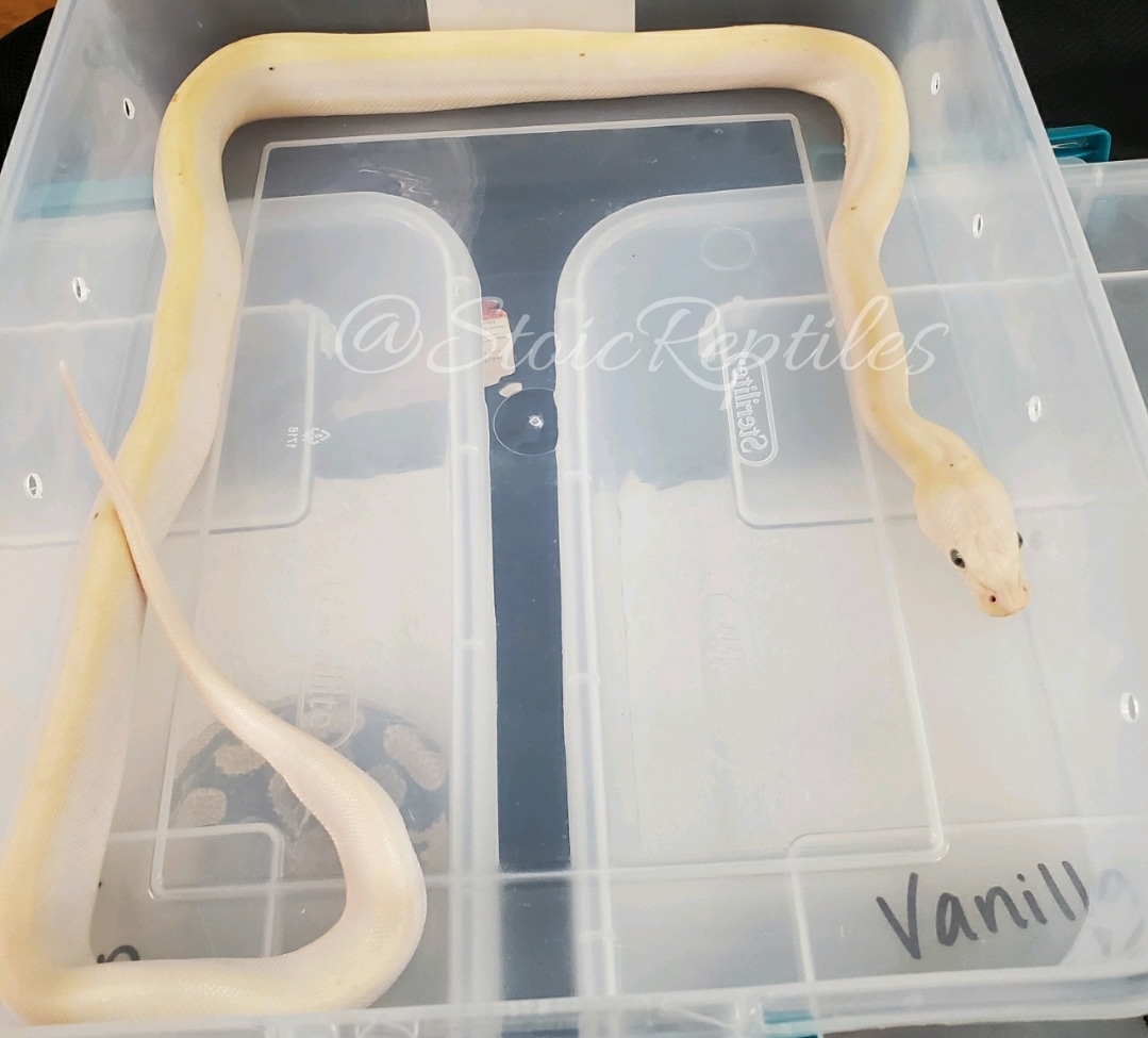 COW 50% Het Genetic Stripe Reticulated Python by Stoic Reptiles ...