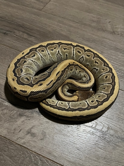 Jigsaw Het DG Ball Python by Chris's Royal Constrictors