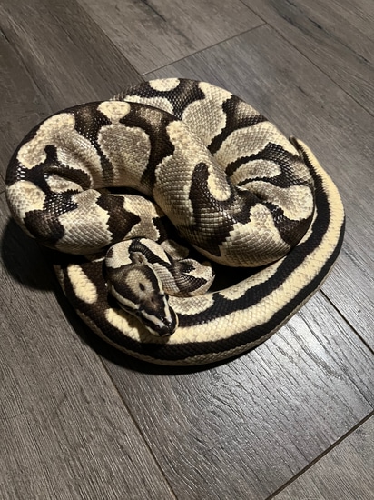 Proven OD Fire Ball Python by Chris's Royal Constrictors