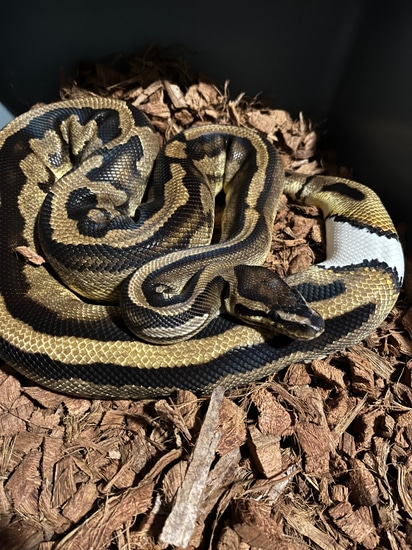Pied Proven Breeder Ball Python by Chris's Royal Constrictors