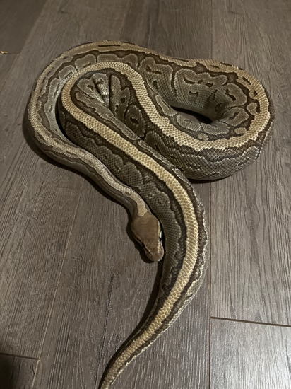 Proven Jigsaw Ball Python by Chris's Royal Constrictors
