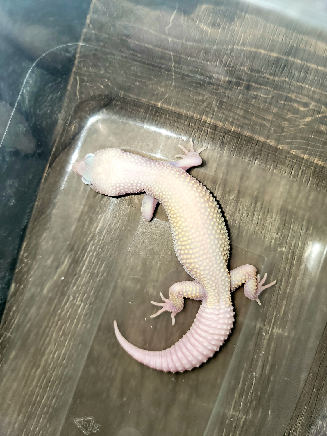Blazing Blizzard Tsm Leopard Gecko by Chris's creature's - MorphMarket
