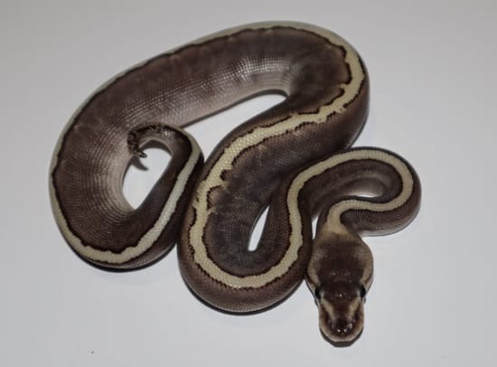 Chocolate Lesser Ghi Pinstripe Het Albino Ball Python by Python Posse