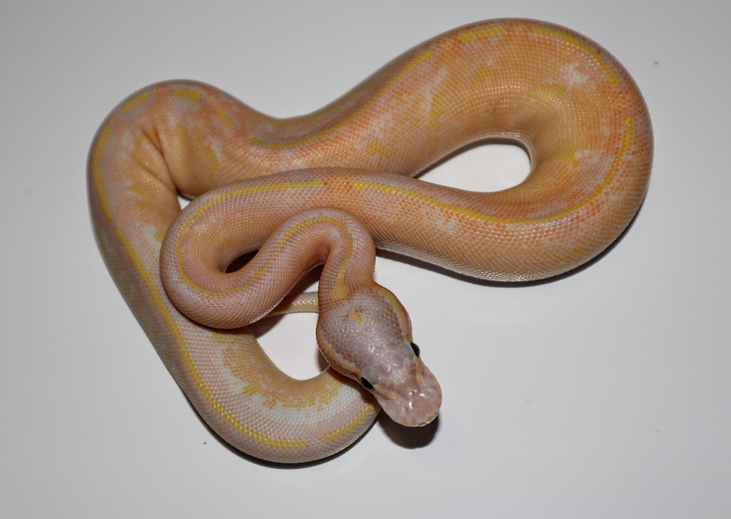Banana Highway Orange Dream Fire 50% Het Ghost Ball Python by CBD ...